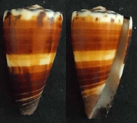 shellauction.net :: Conus planorbis - 3801823