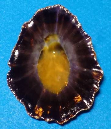 shellauction.net :: Cymbula oculus - 3801825