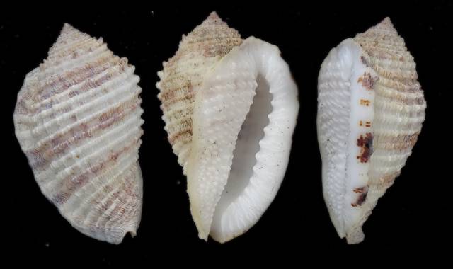 shellauction.net :: Morum grande - 3801923