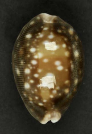 shellauction.net :: Cypraea vitellus orcina - 3801978