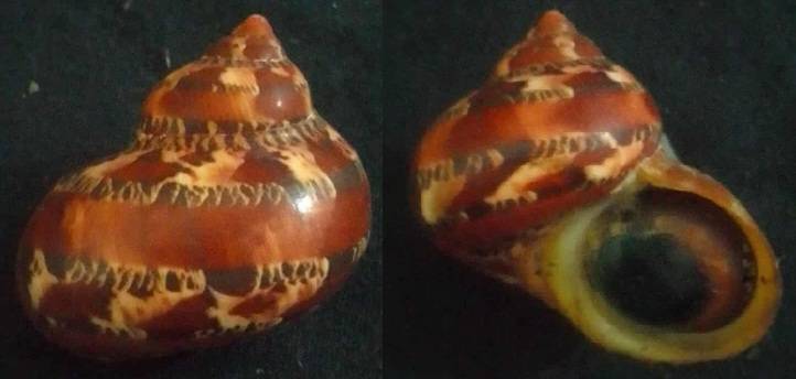 shellauction.net :: Turbo petholatus - 3802012