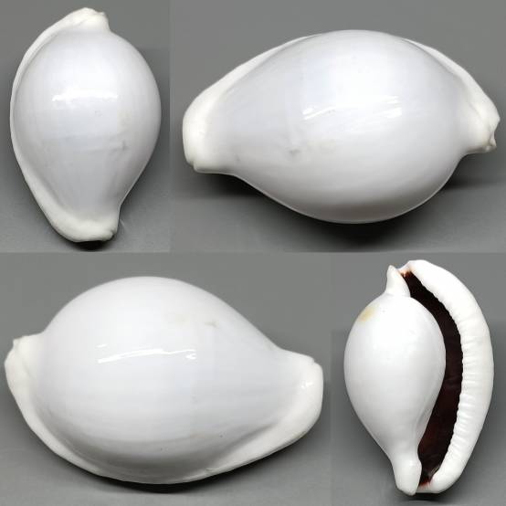 shellauction.net :: Ovula ovum - 3802123