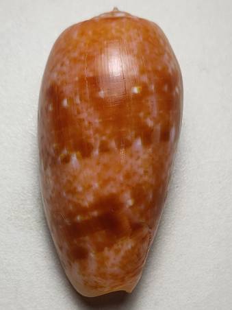 shellauction.net :: Conus bullatus - 3802154