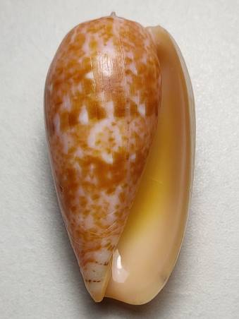 shellauction.net :: Conus bullatus - 3802154