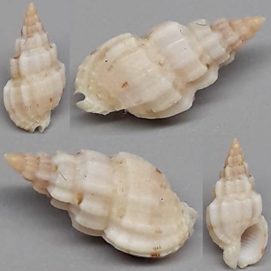 shellauction.net :: Phos roseatus - 3802216