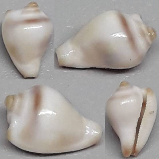 shellauction.net :: Eratoena sp. - 3802229