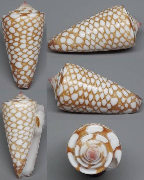 shellauction.net :: Conus sp. - 3802495