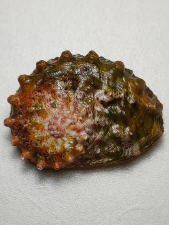 shellauction.net :: Haliotis species - 3802508