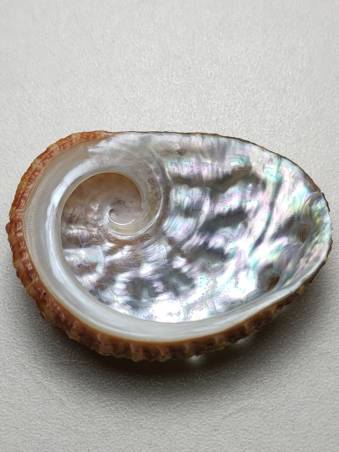 shellauction.net :: Haliotis species - 3802508