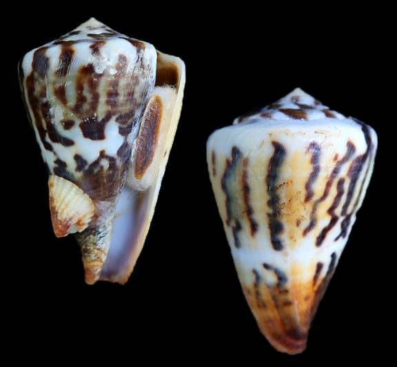 shellauction.net :: Conus capitaneus - 3802566