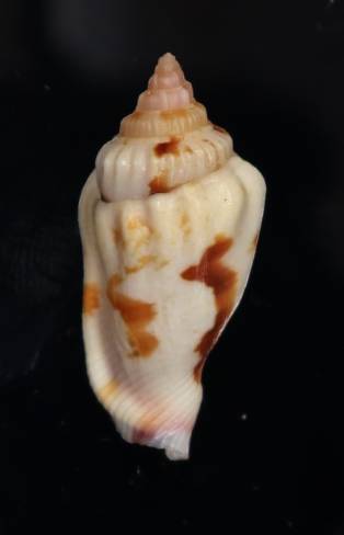 shellauction.net :: Canarium wilsonorum - 3802657