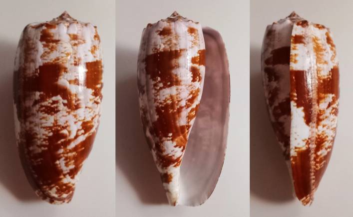 shellauction.net :: Conus geographus - 3802660