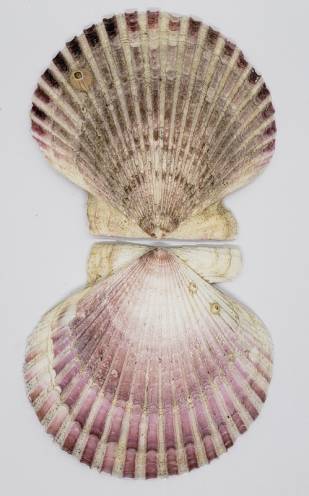 shellauction.net :: Argopecten purpuratus - 3802816