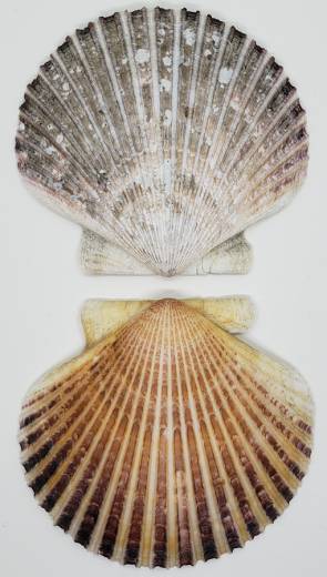 shellauction.net :: Argopecten purpuratus - 3802872