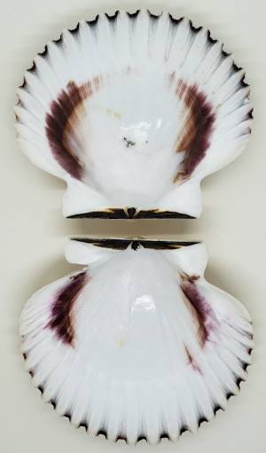 shellauction.net :: Argopecten purpuratus - 3802872