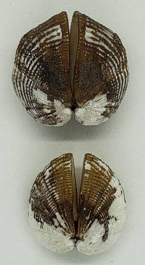 shellauction.net :: Brachidontes granulatus - 3802884