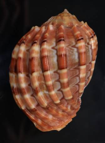 shellauction.net :: Harpa major conoidalis - 3802907