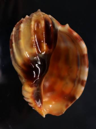 shellauction.net :: Harpa major conoidalis - 3802907