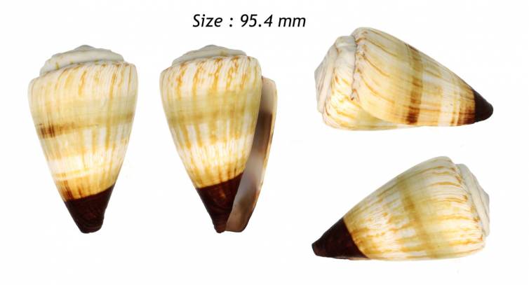 shellauction.net :: Conus miles - 3802991