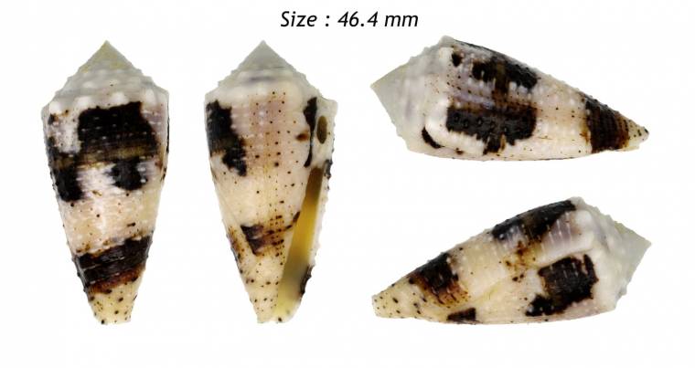 shellauction.net :: Conus varius - 3803323