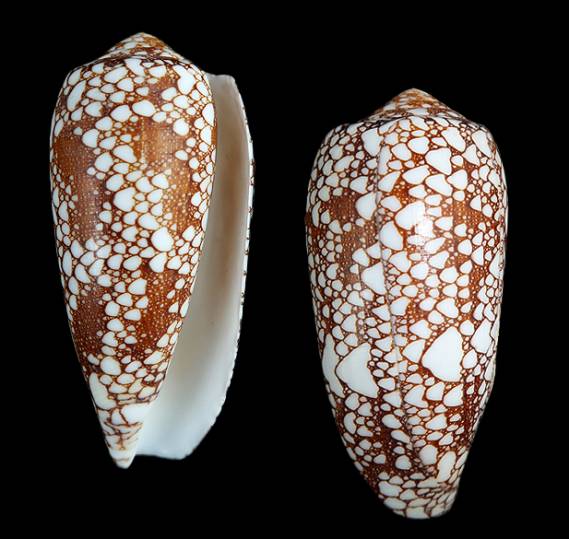 shellauction.net :: Conus omaria - 3803330
