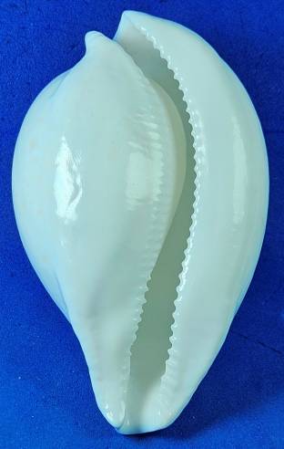 shellauction.net :: Umbilia hesitata f. howelli - 3803428