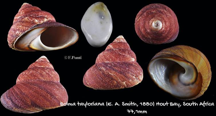 shellauction.net :: Bolma tayloriana - 3803548