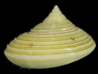 shellauction.net :: Calliostoma benedicti - 3804178