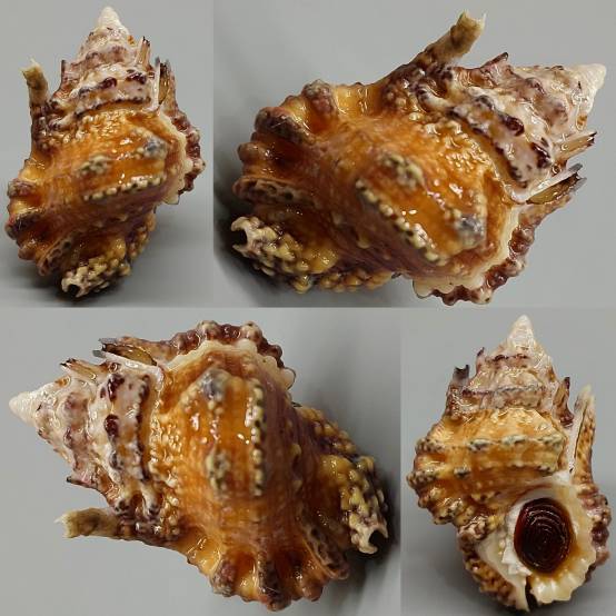shellauction.net :: Bursa tuberosissima - 3804535