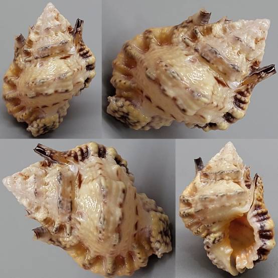shellauction.net :: Bursa tuberosissima - 3804540