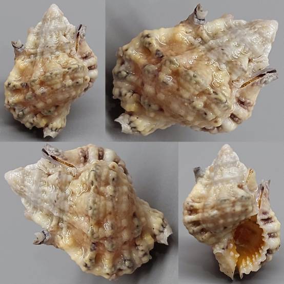shellauction.net :: Bursa tuberosissima - 3804541