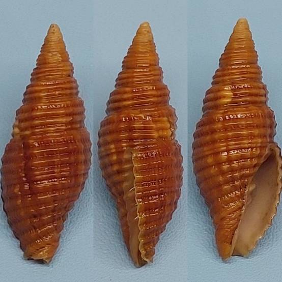 shellauction.net :: Nebularia fraga carinilirata - 3804557