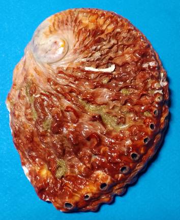 shellauction.net :: Haliotis midae - 3804724