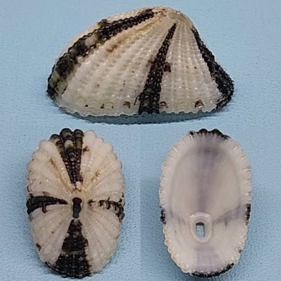 shellauction.net :: Diodora cruciata - 3804759