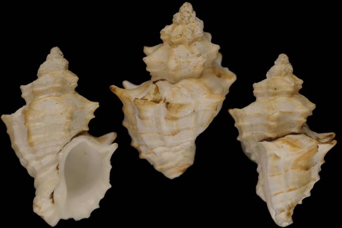 shellauction.net :: Solenosteira fusiformis - 3804795