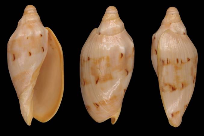 shellauction.net :: Cymbiola malayensis - 3804831