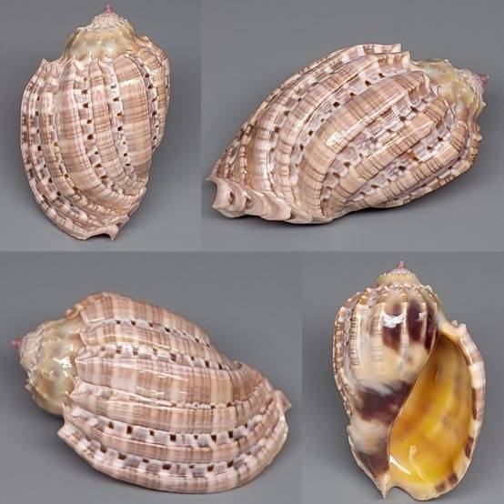 shellauction.net :: Harpa major - 3805070