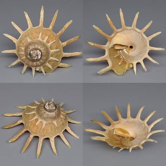 shellauction.net :: Stellaria solaris - 3805093