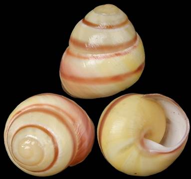 shellauction.net :: Annulata helicostyla - 3805118