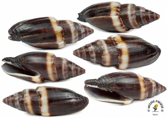 shellauction.net :: Strigatella tristis - 3805227