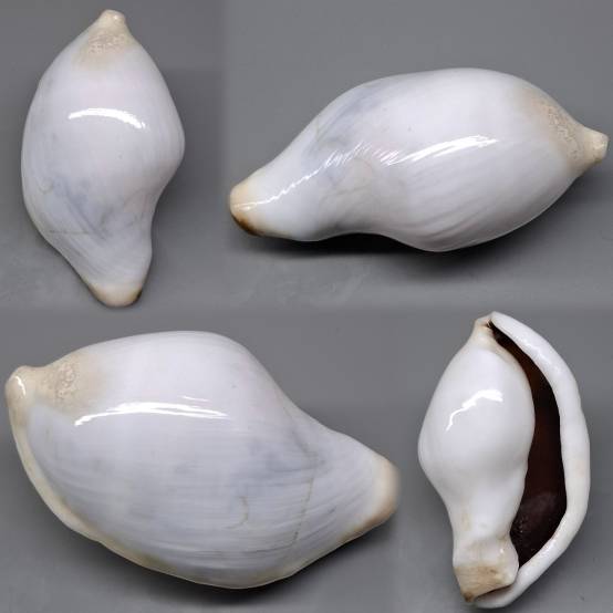 shellauction.net :: Ovula ovum - 3805296