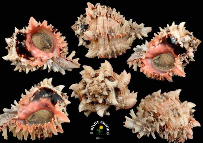 shellauction.net :: Phyllonotus regius - 3805356