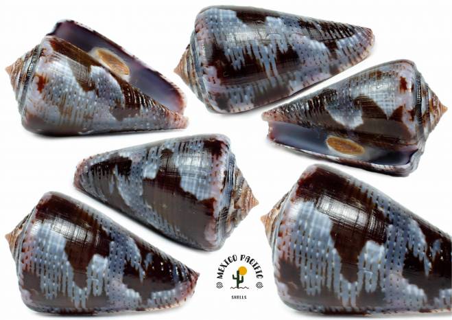 shellauction.net :: Conus purpurascens - 3805417