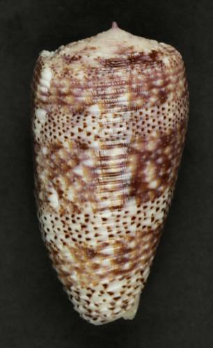 shellauction.net :: Conus adamsonii - 3805509