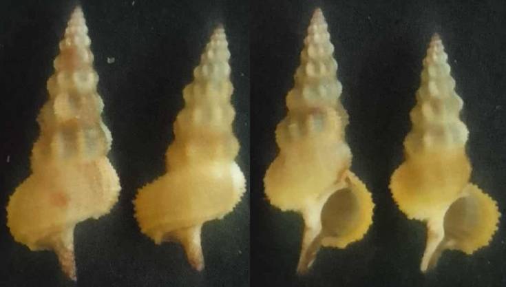 shellauction.net :: Cerithium citrinum - 3805522