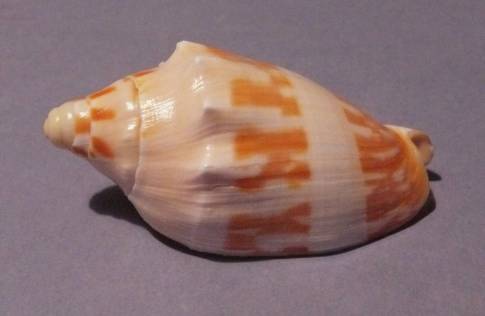 shellauction.net :: Cymbiola deshayesi - 3805549