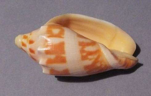 shellauction.net :: Cymbiola deshayesi - 3805549