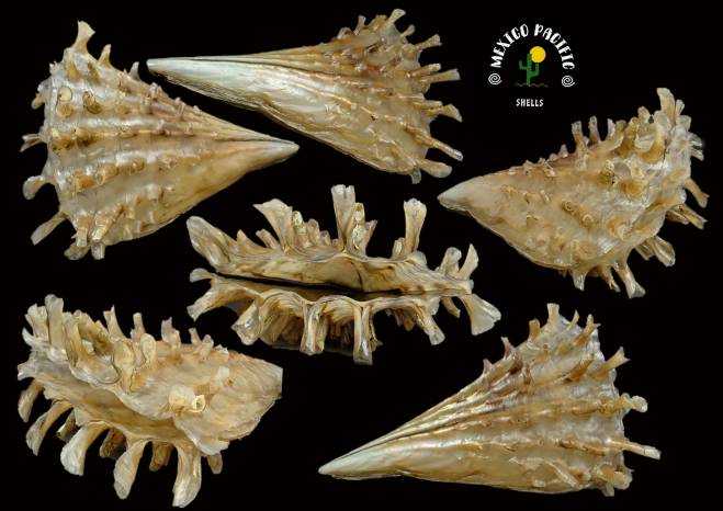 shellauction.net :: Pinna rugosa - 3805634