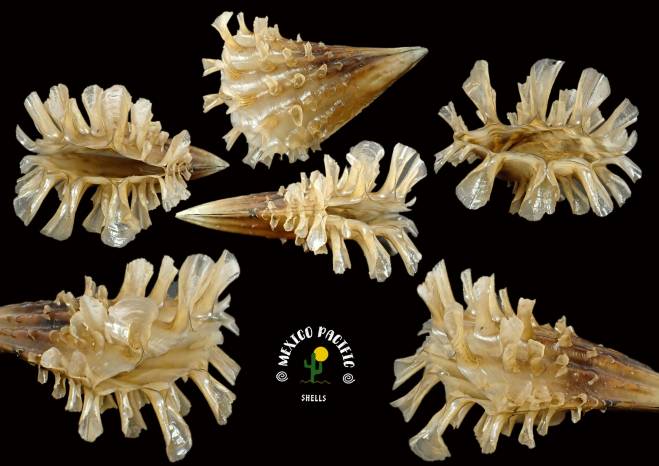 shellauction.net :: Pinna rugosa - 3805635