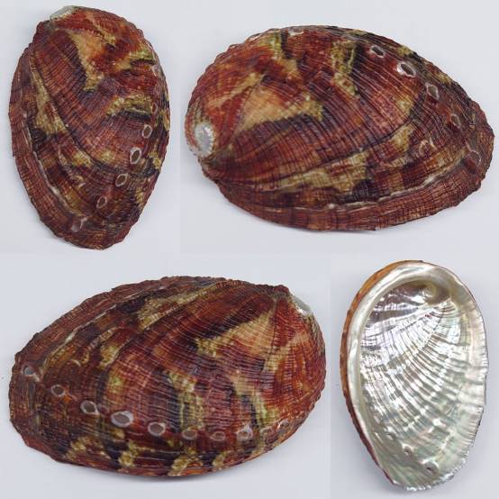 shellauction.net :: Haliotis diversicolor squamata - 3805640